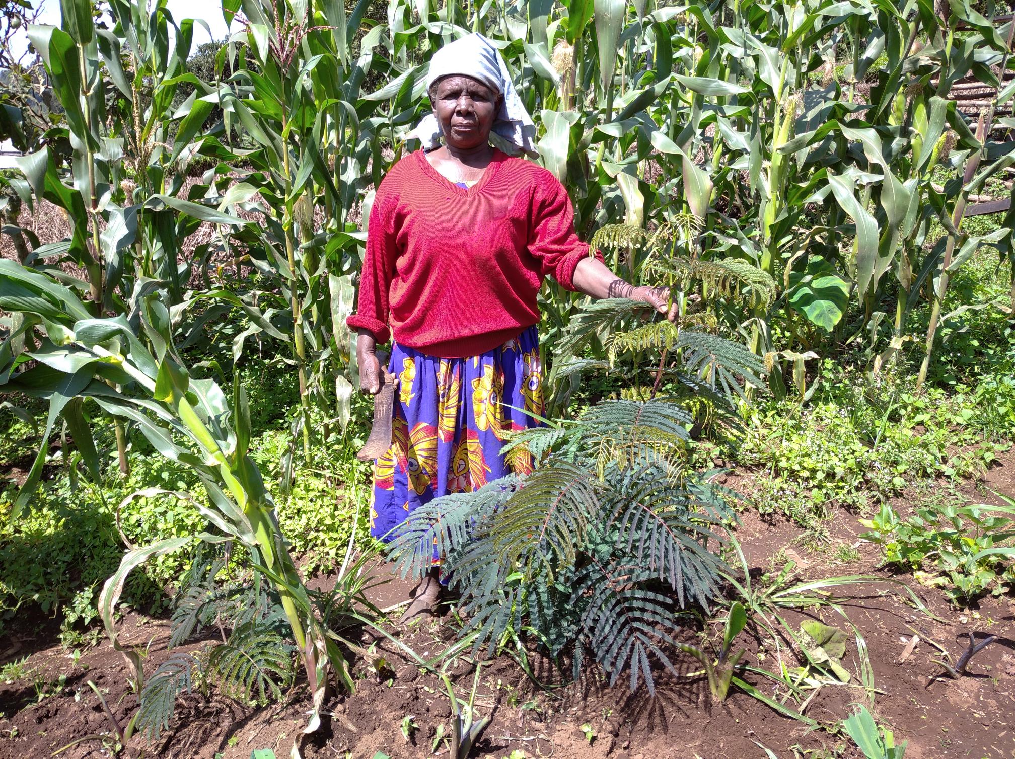 Home - Trees for Kenya
